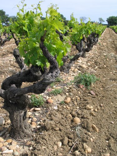 C’est quoi un cépage