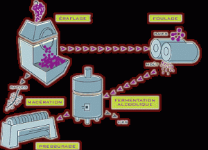 La vinification du vin rouge